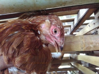 Infectious Laryngotracheitis, ILT symptoms in Chickens | PPT