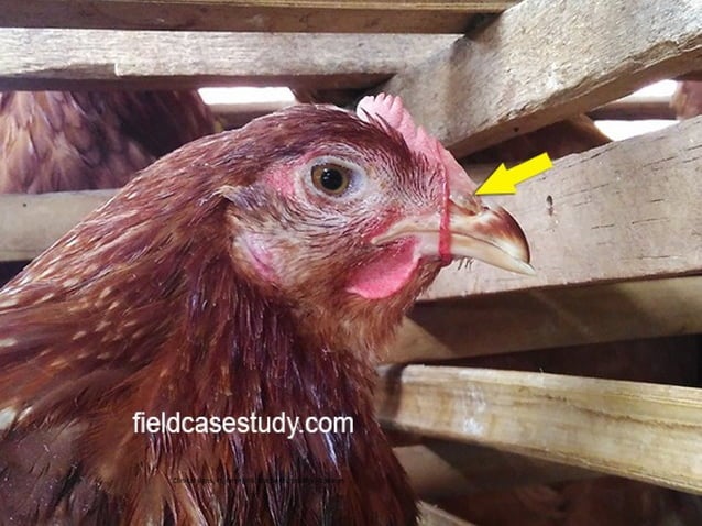 Infectious Laryngotracheitis, ILT symptoms in Chickens