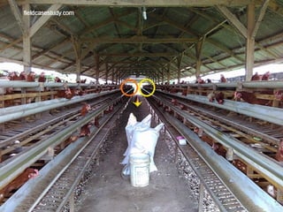 Infectious Laryngotracheitis, ILT symptoms in Chickens | PPT