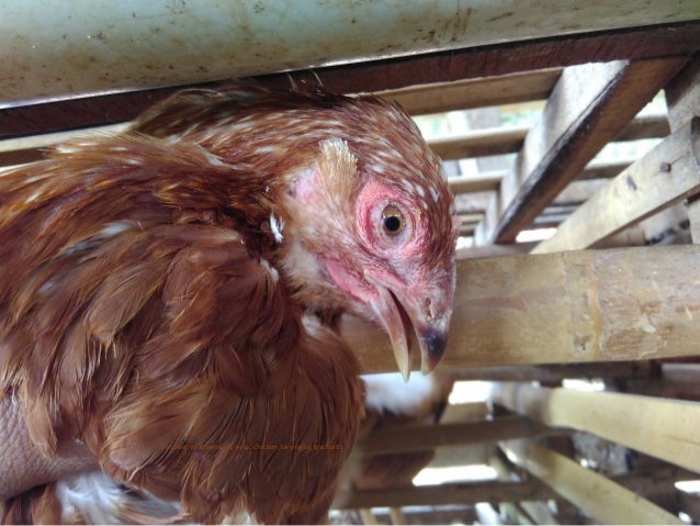 Infectious Laryngotracheitis, ILT symptoms in Chickens