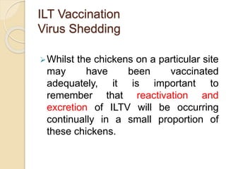 Infectiouslaryngotrachitisilt 141109163308-conversion-gate02 | PPTX