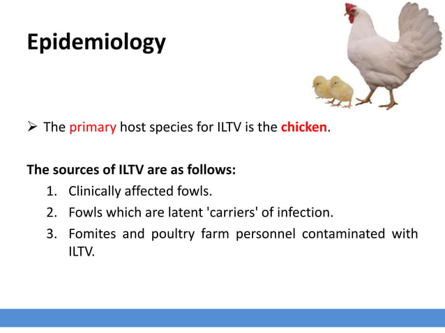 Infectious Laryngotrachitis ILT | PPTX | Infectious Diseases | Diseases ...