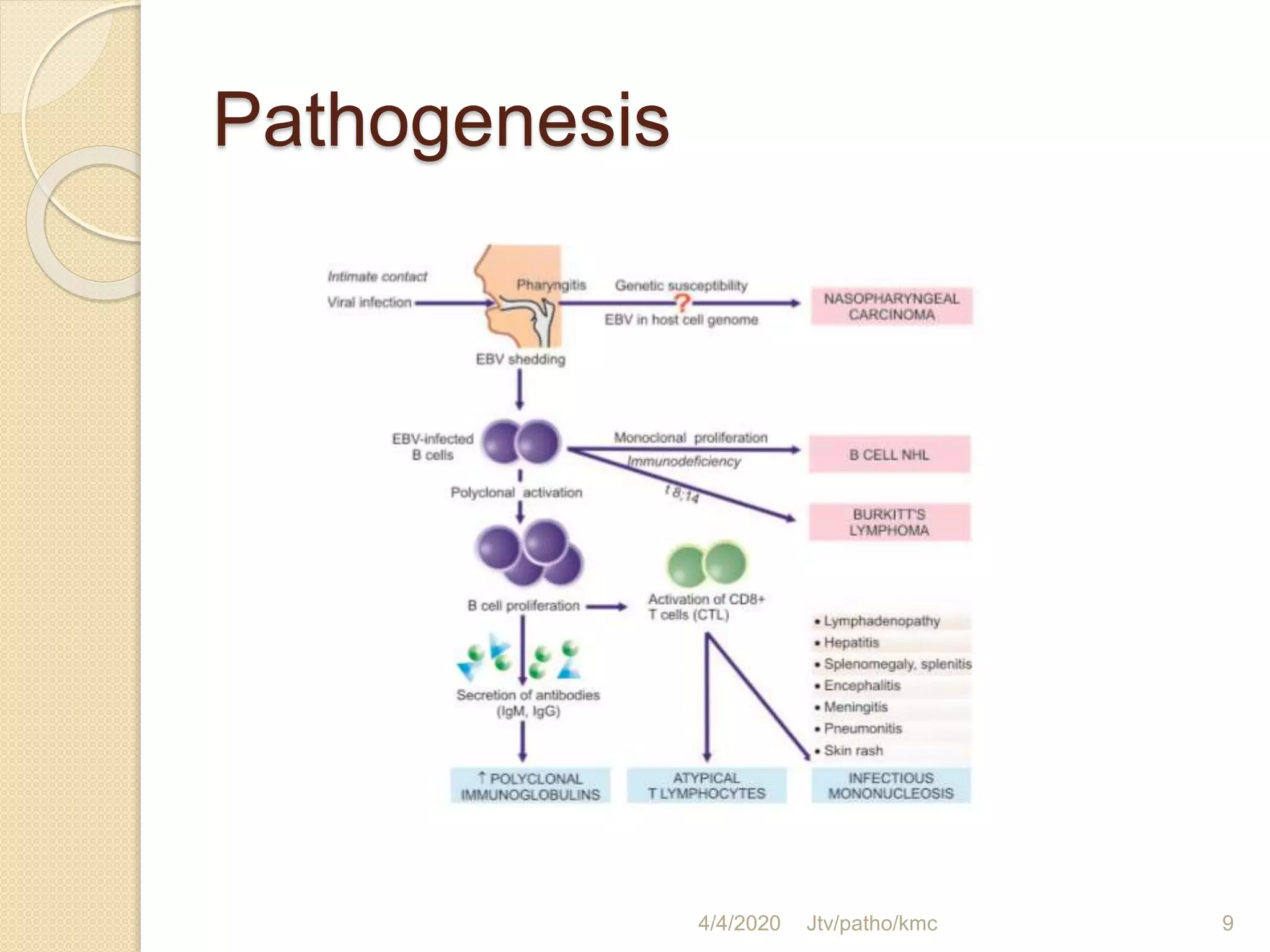 Infectious nucleosis jtvpathokmc | PPTX | Blood Disorders | Diseases ...