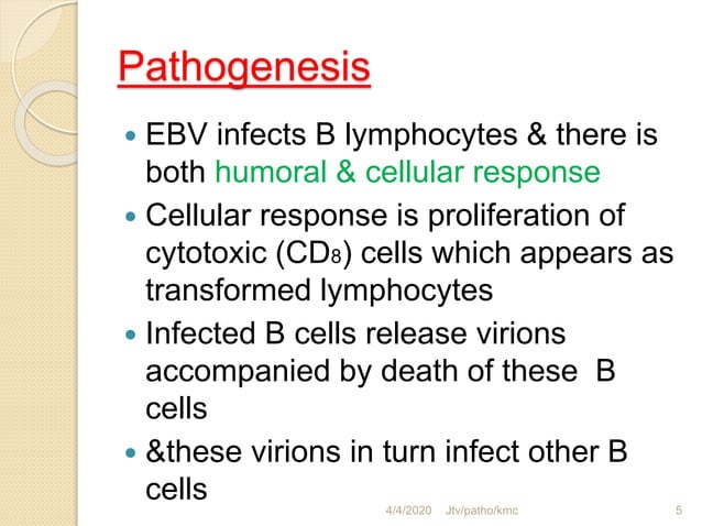 Infectious nucleosis jtvpathokmc | PPT