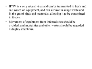 Infectious pancreatic necrosis | PPTX