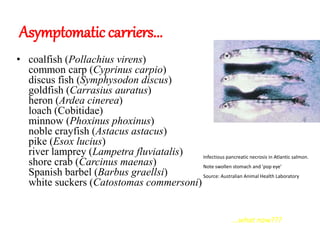 Infectious pancreatic necrosis | PPTX