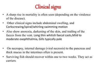 Infectious pancreatic necrosis | PPTX