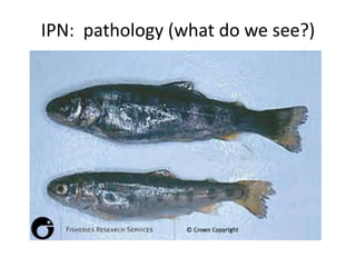 Infectious pancreatic necrosis | PPTX