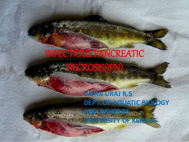 Infectious pancreatic necrosis