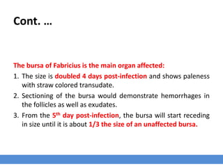 Infectious Bursal Disease Gumboro | PPTX