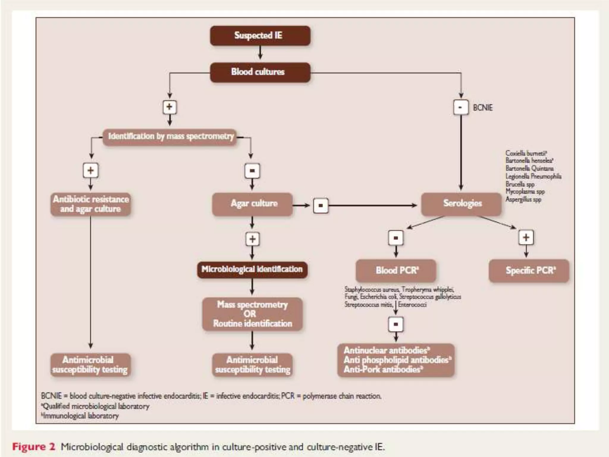 Infective endocarditis by Dr. Basil Tumaini and Dr. Shamsherali Ebrahim | PPT