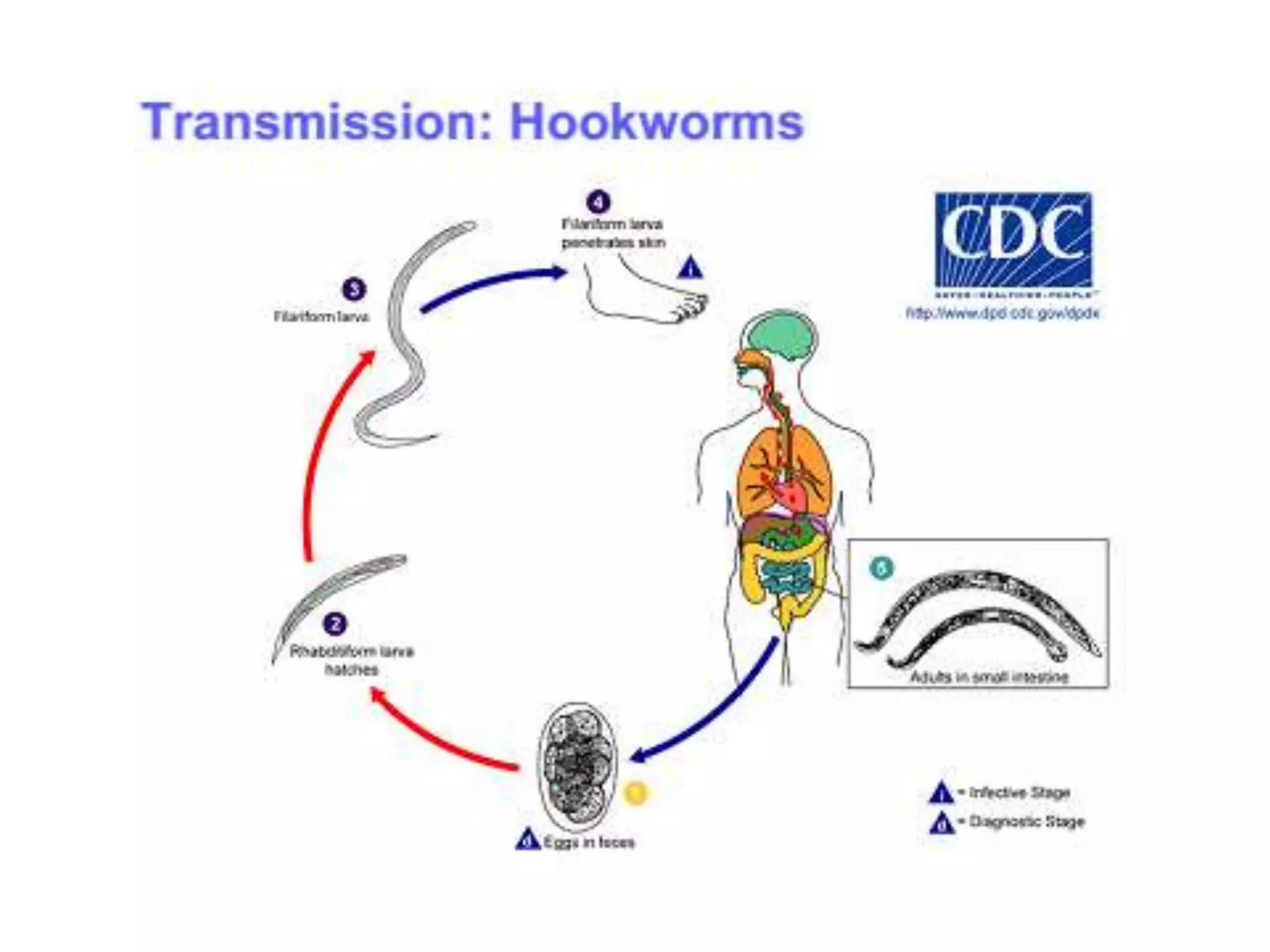 Infeksi cacing pada manusia | PPSX