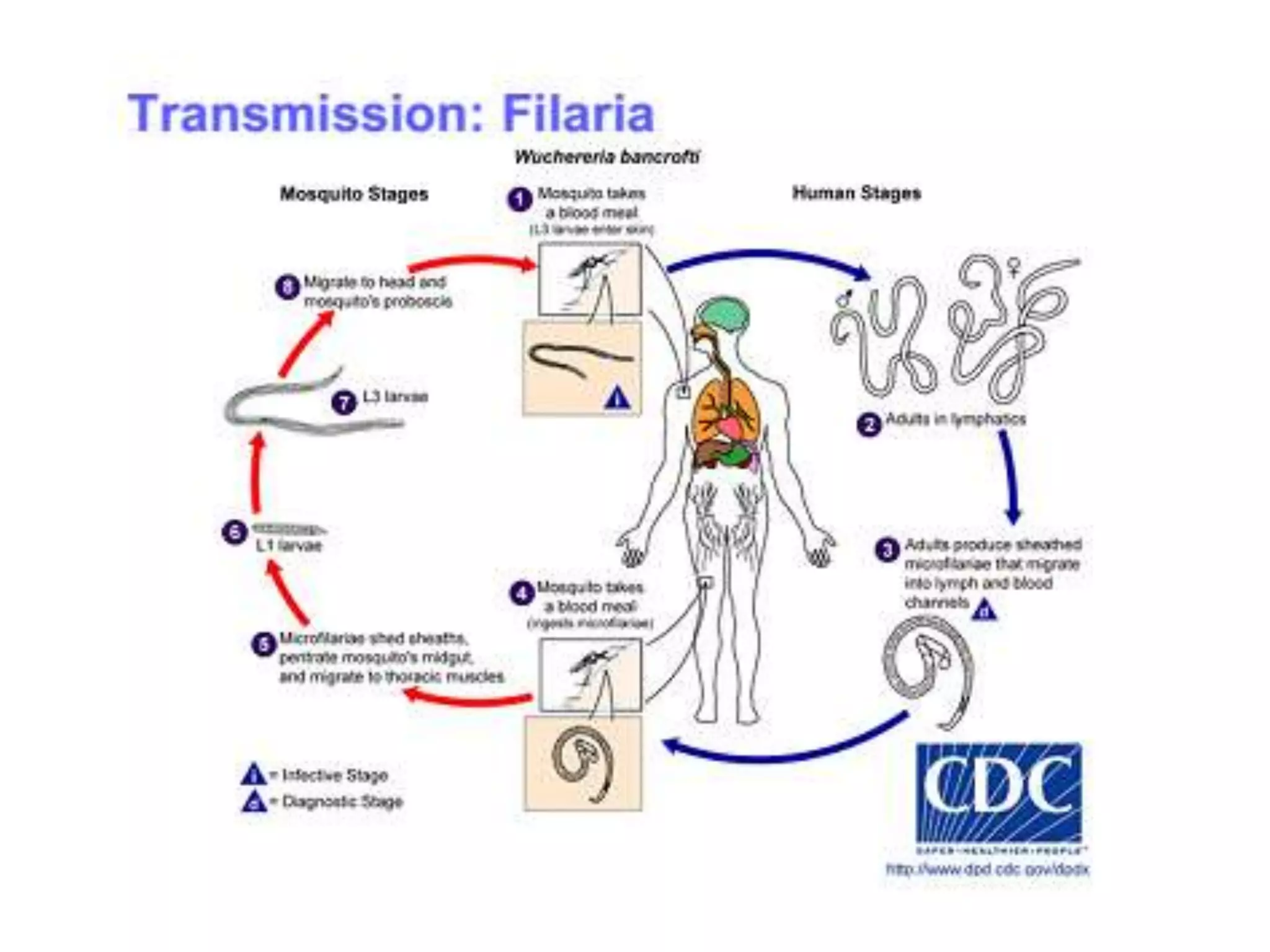 Infeksi cacing pada manusia | PPSX