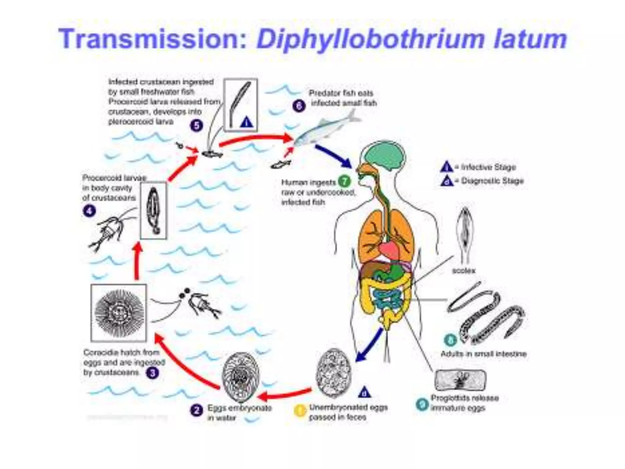 Infeksi cacing pada manusia | PPSX