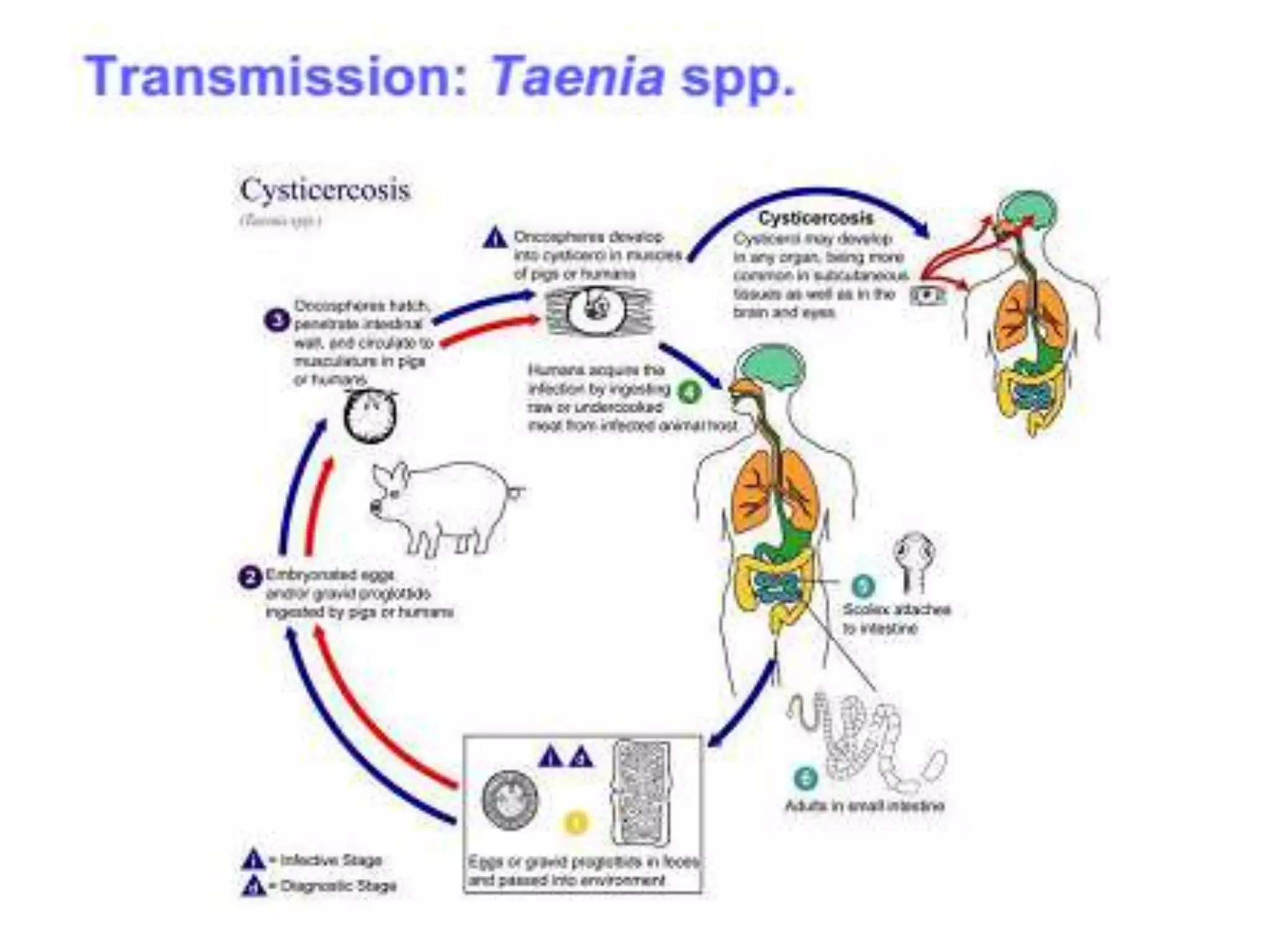 Infeksi cacing pada manusia | PPSX