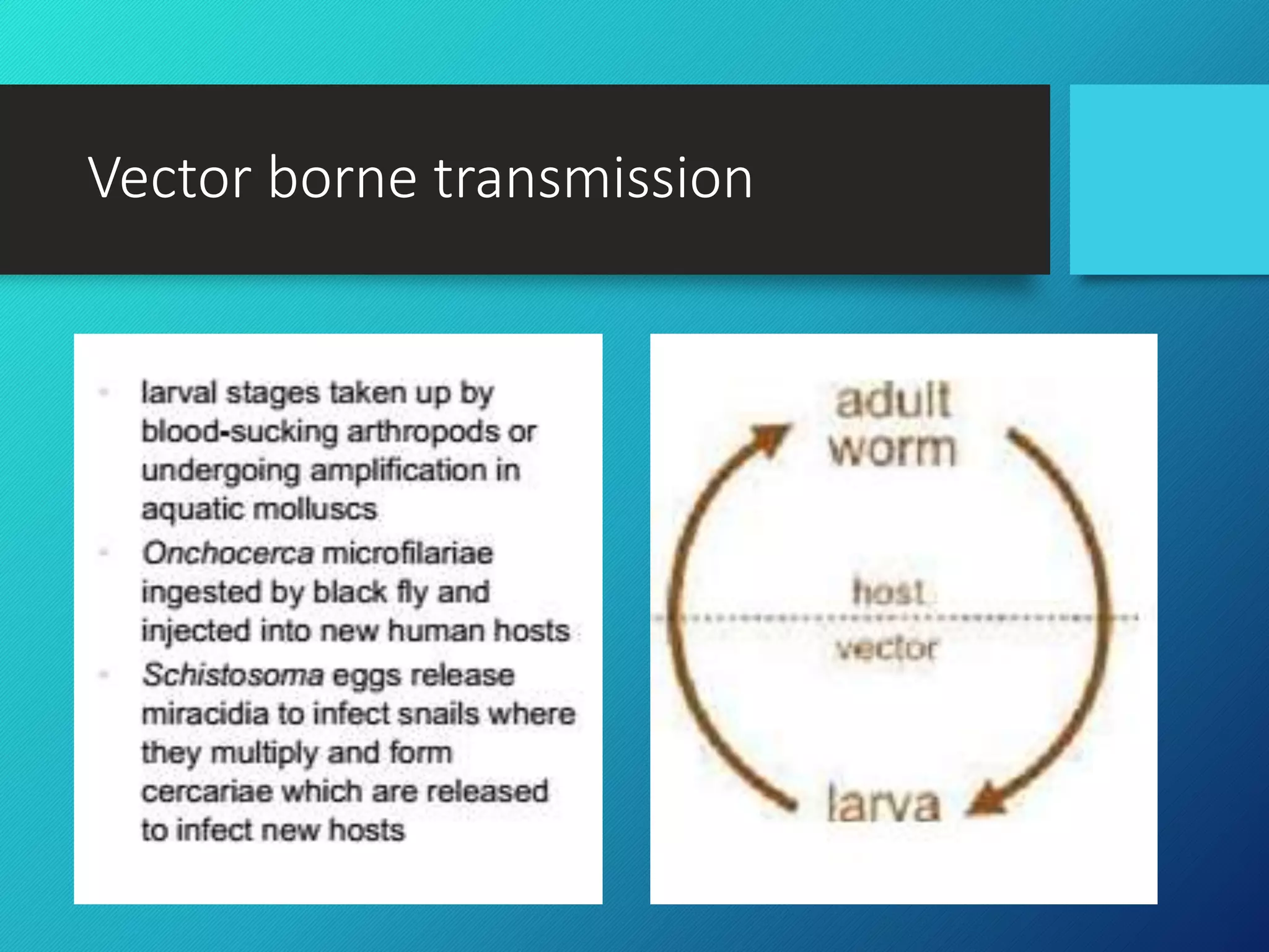 Infeksi cacing pada manusia | PPSX