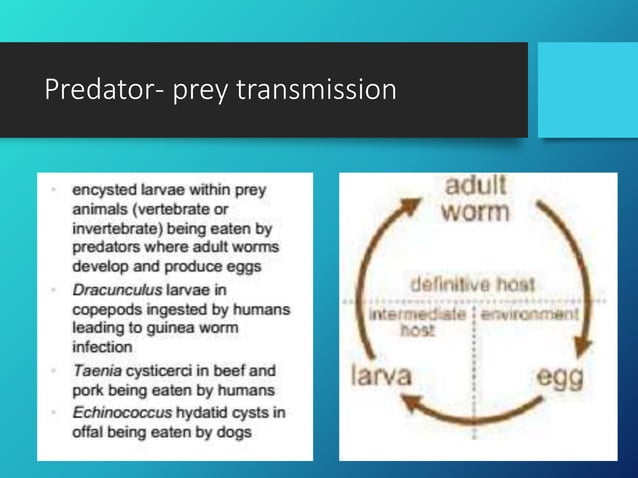 Infeksi cacing pada manusia | PPSX