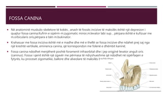 Infeksioni i fossa canina shqip - ideal sallauka | PPT