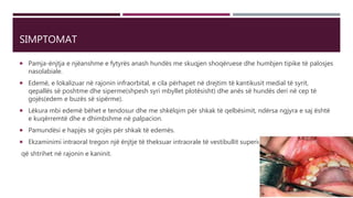 Infeksioni i fossa canina shqip - ideal sallauka | PPTX