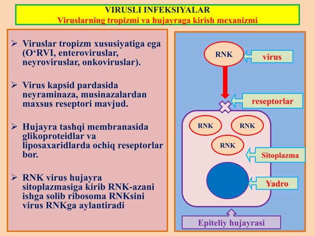 SamDTU patanatomiya kafedrasi INFEKSION KASALLIKLAR.ppt