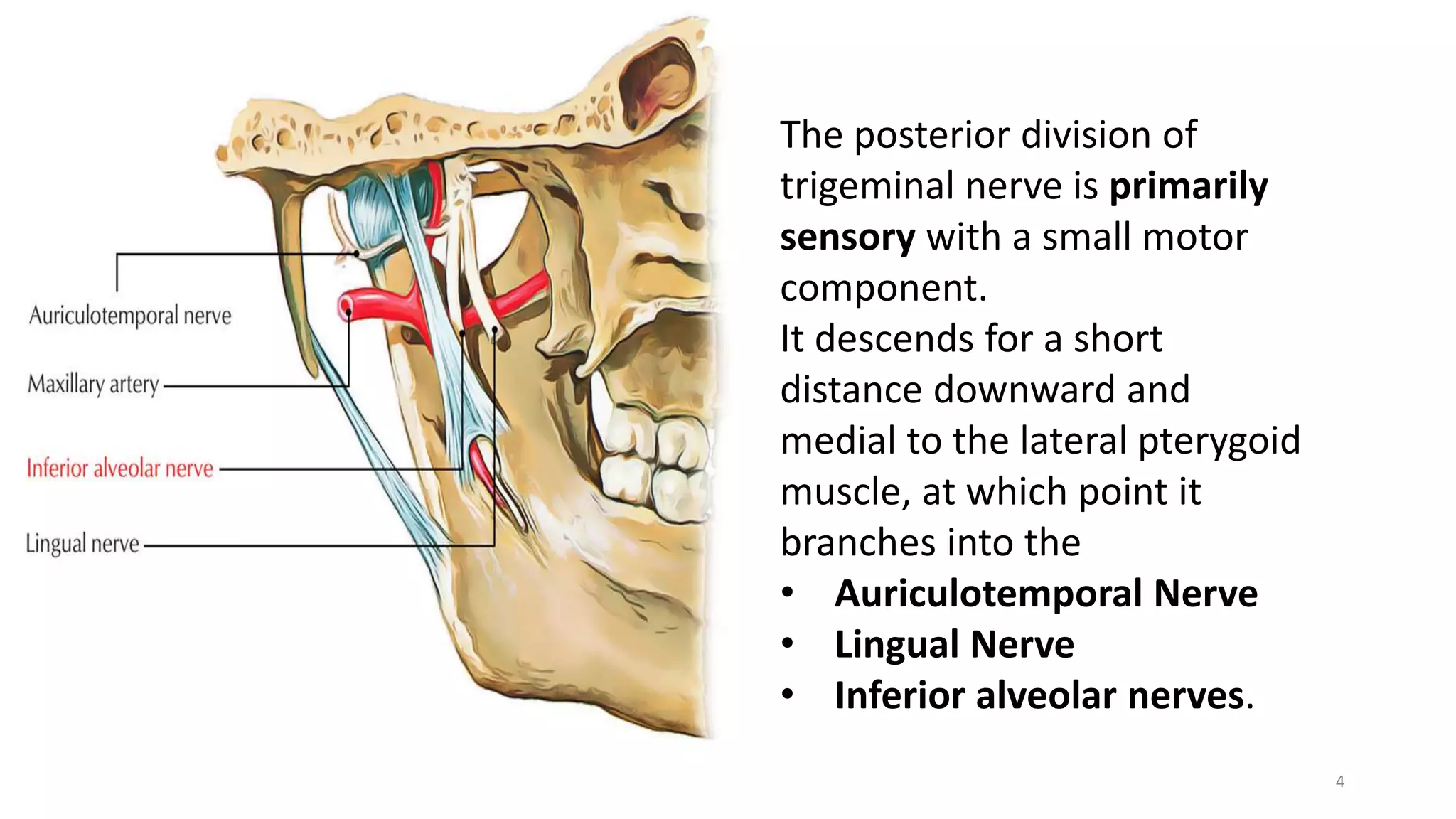 Inferior alveolar nerve | PPTX