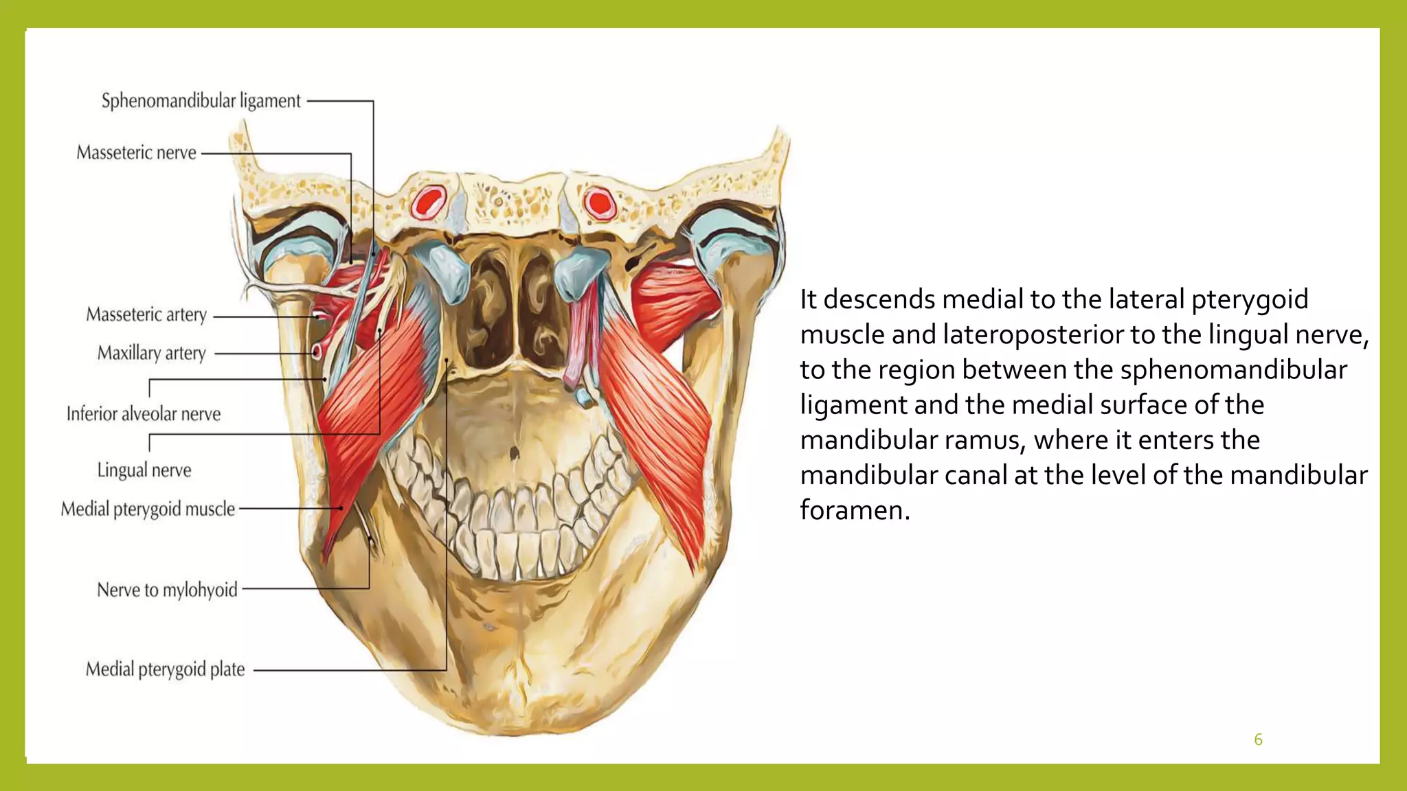 Inferior alveolar nerve | PPTX