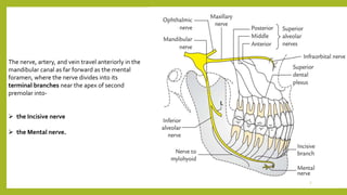 Inferior alveolar nerve | PPTX