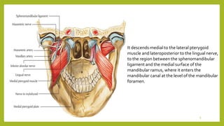 Sphenomandibular Ligament And Inferior Alveolar Nerve