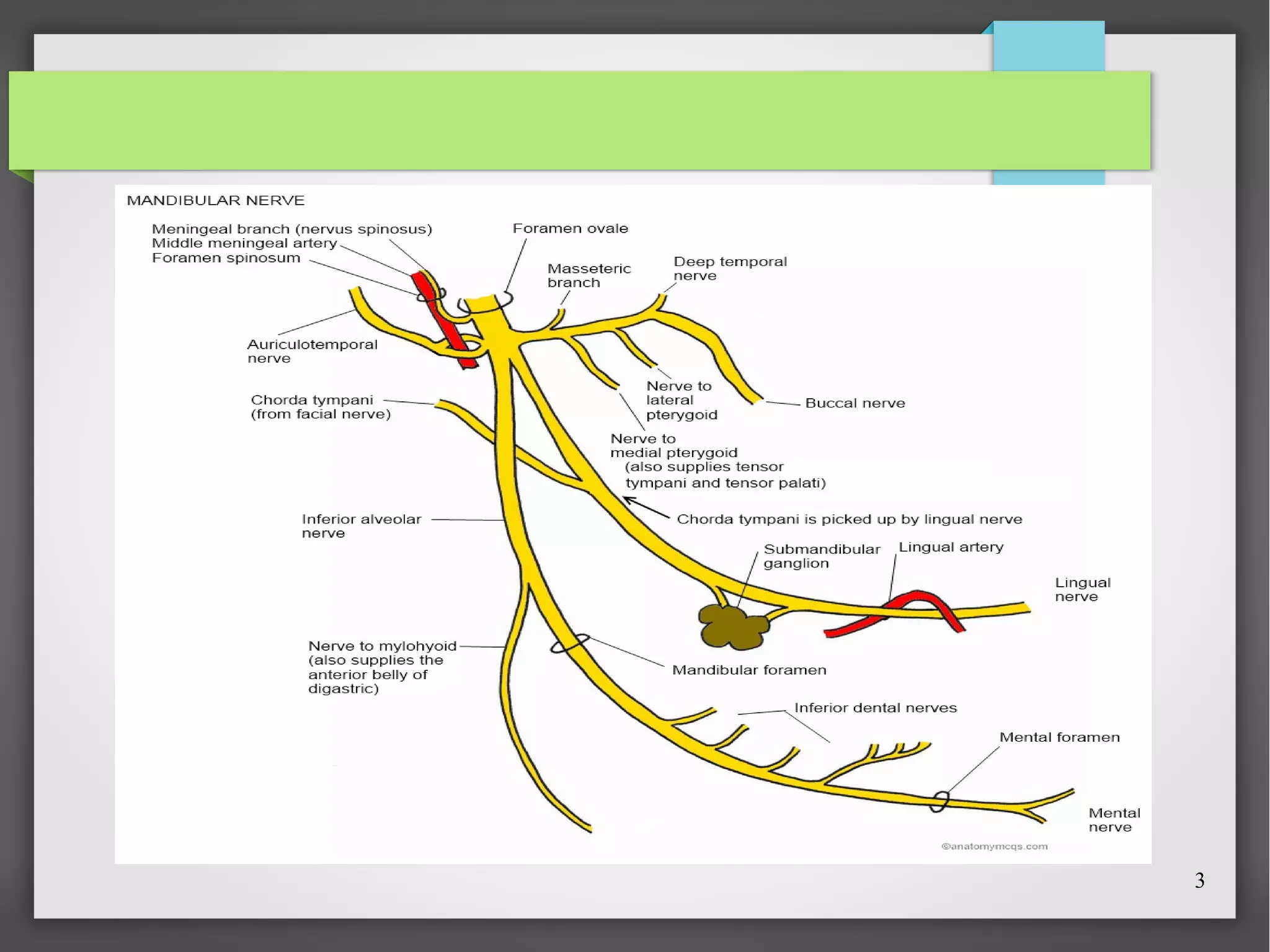 Inferior alveolar nerve block | ODP
