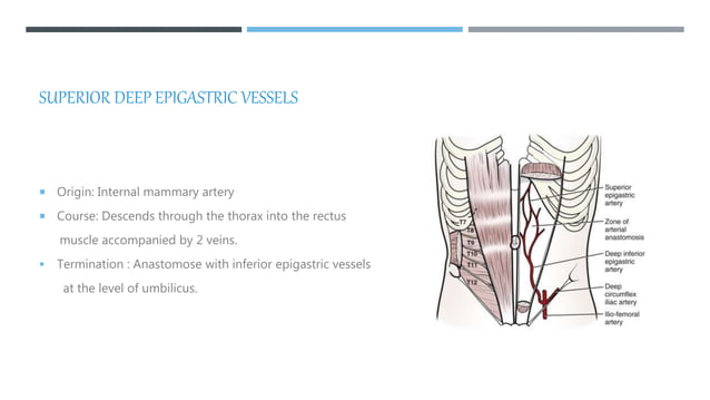 Inferior epigastric vessels injury; What to do ? | PPTX | First Aid ...