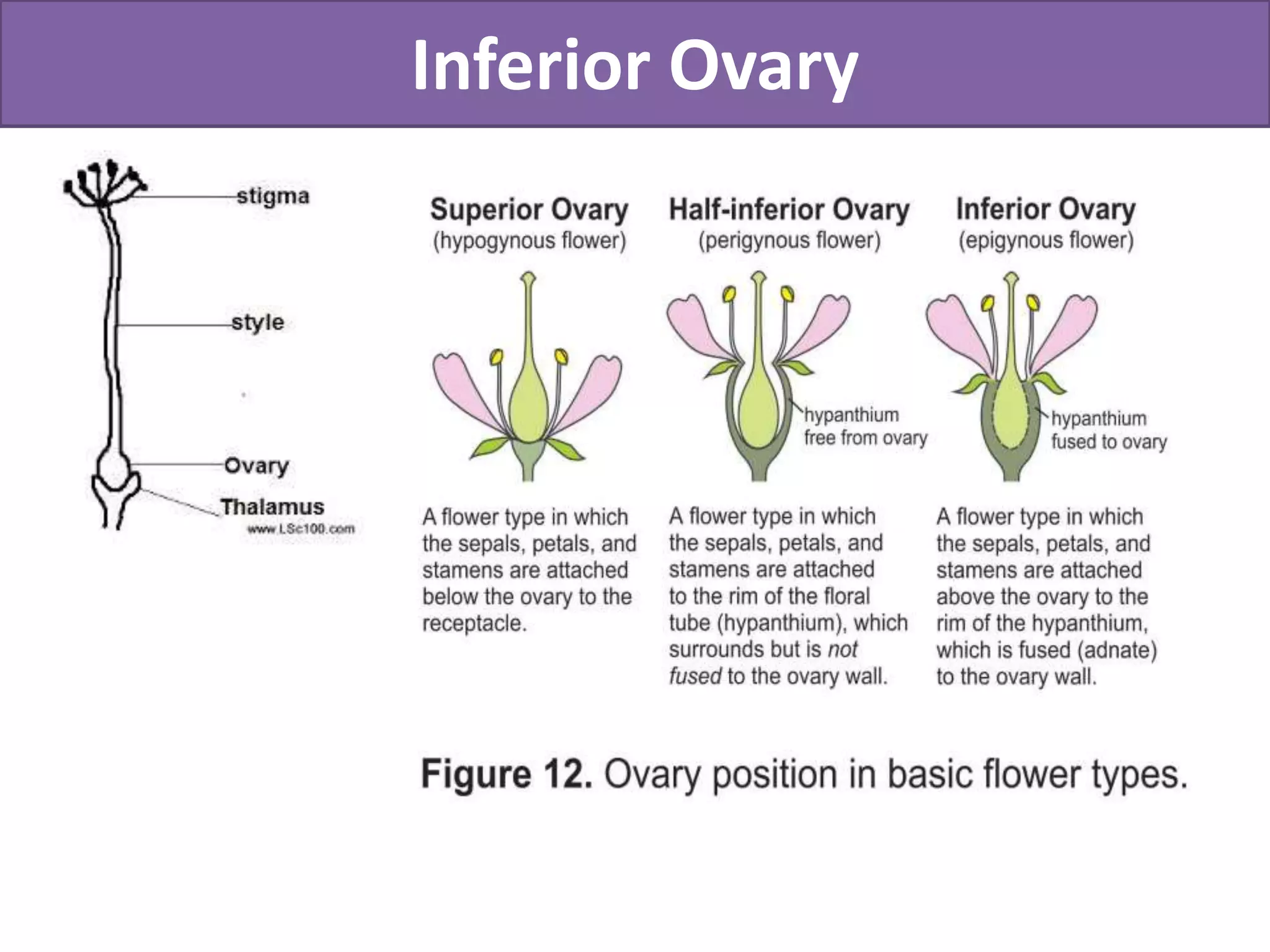 Inferior ovary | PPTX