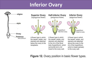 Inferior ovary | PPT