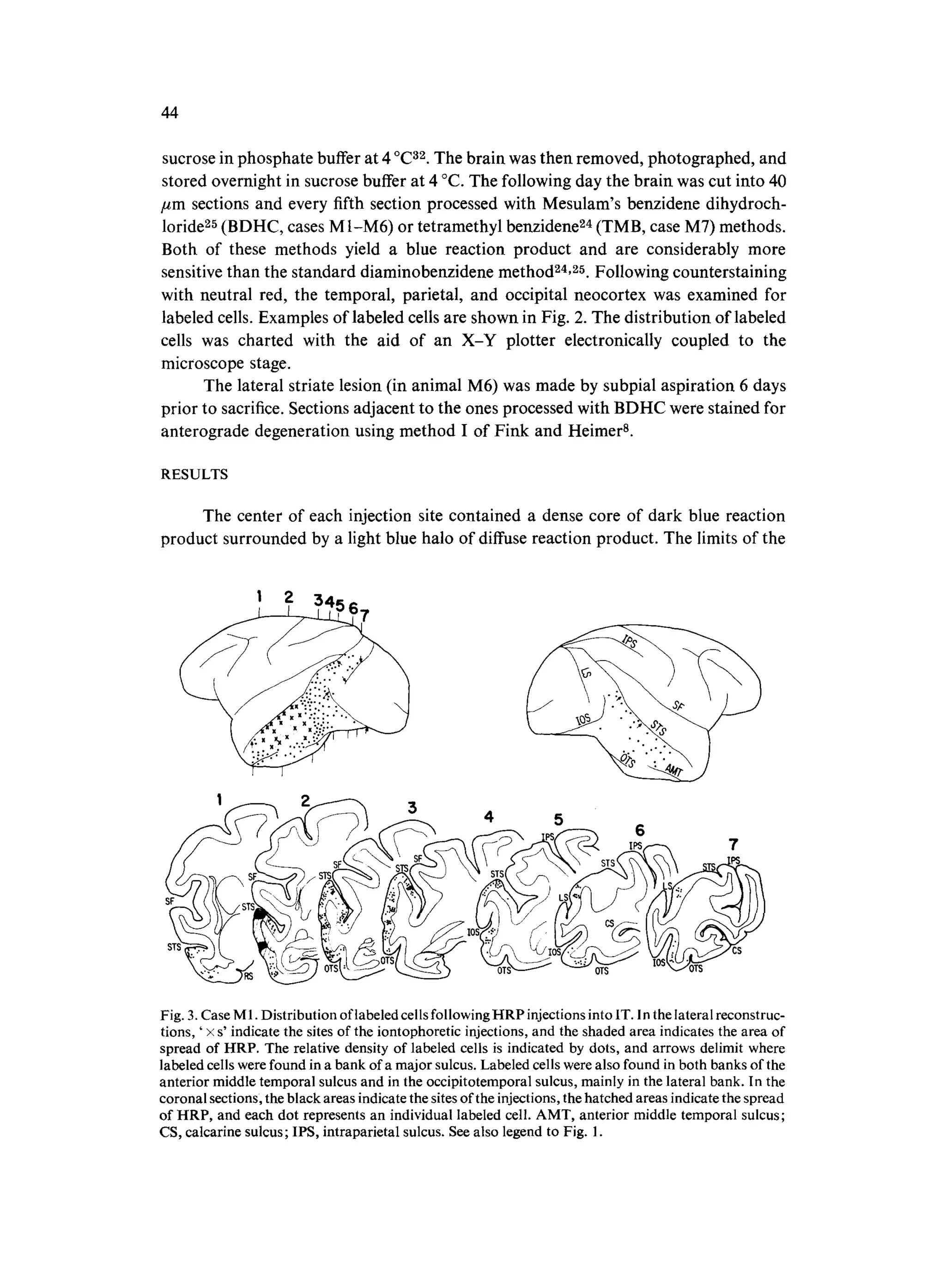 Inferior Temporal Cortex Pdf