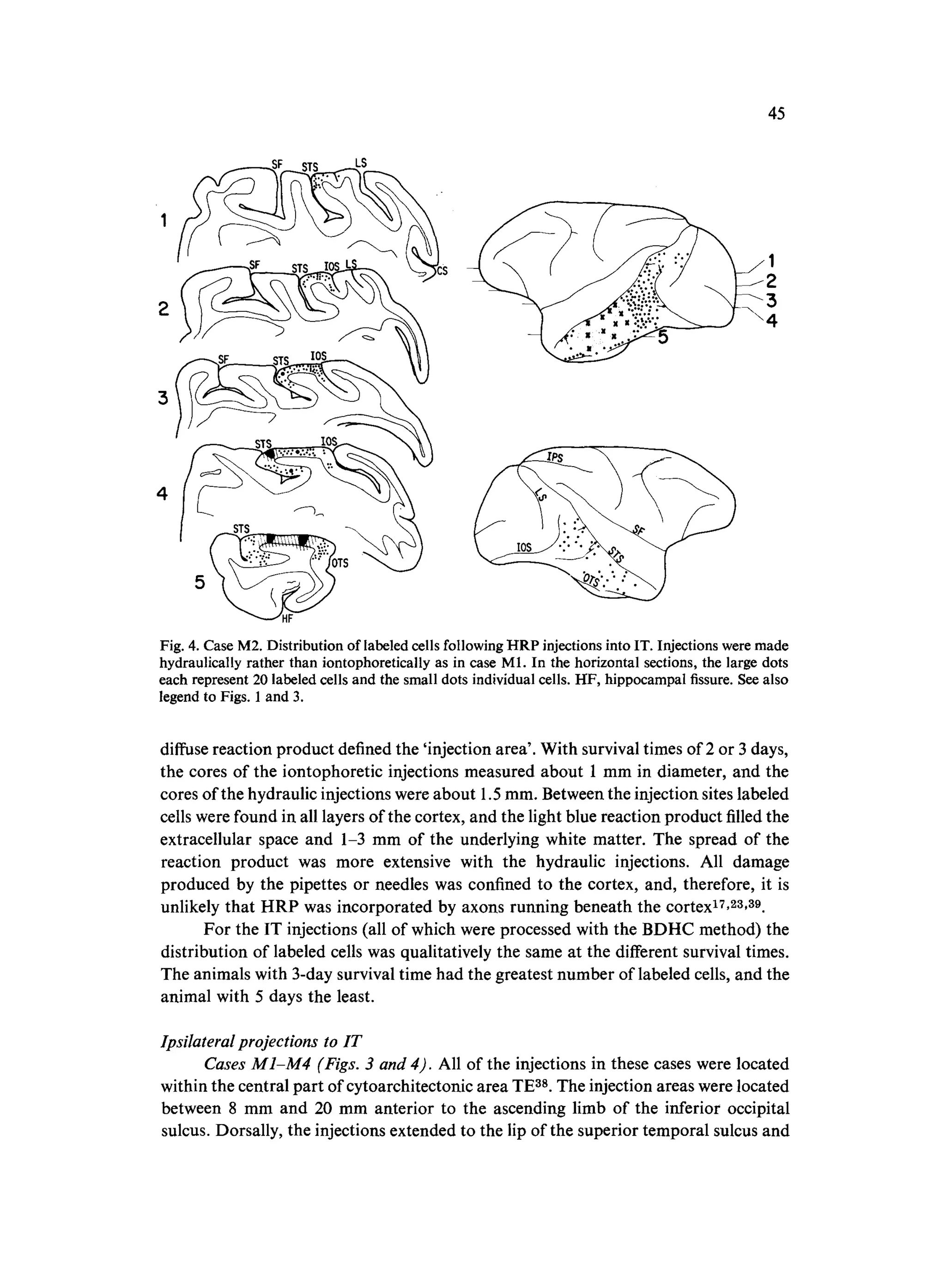 Inferior temporal cortex | PDF