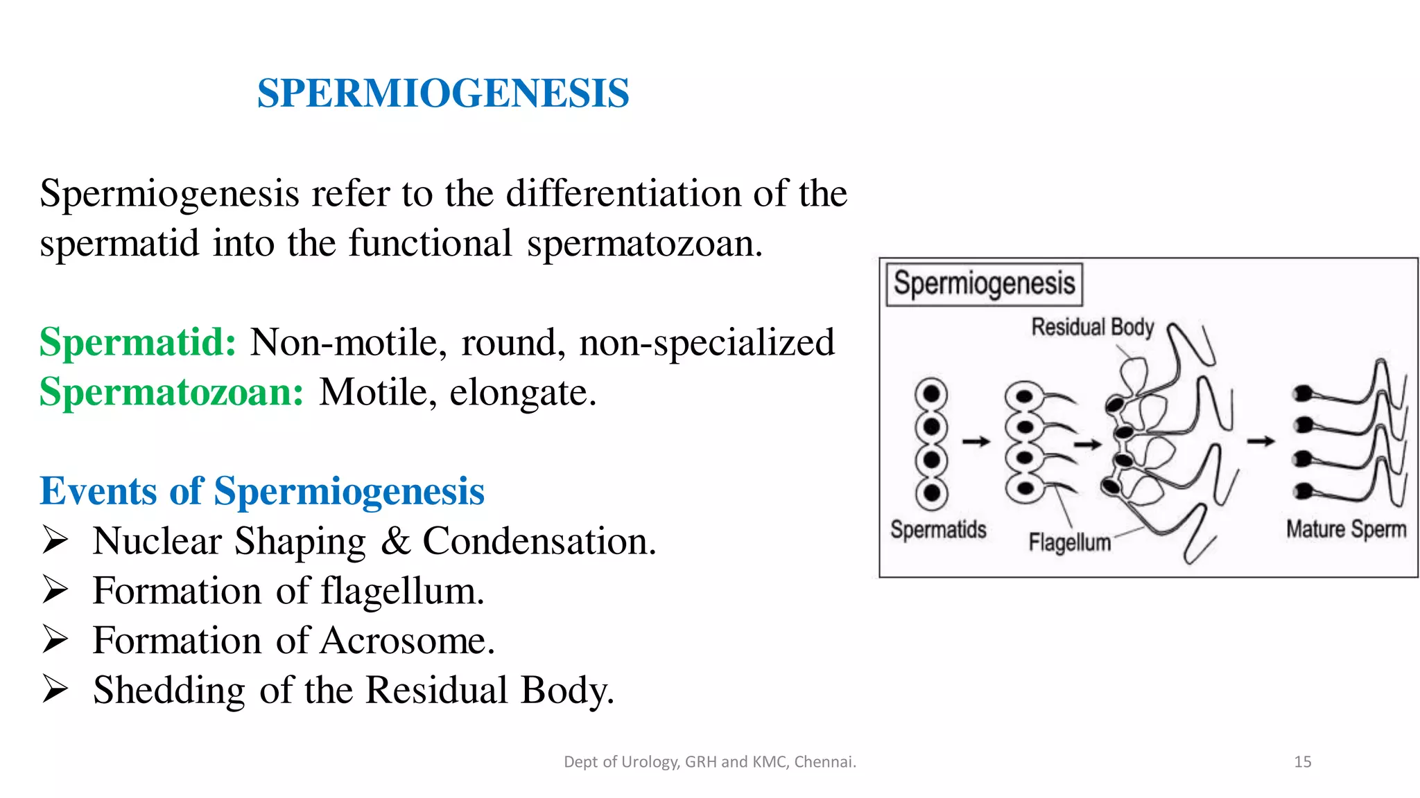 Infertility basics | PDF
