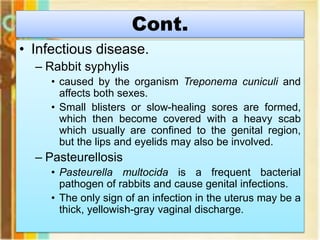 Infertility of sow and rabbit.slide | PPT