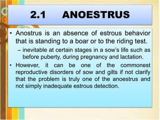 Infertility of sow and rabbit.slide | PPT