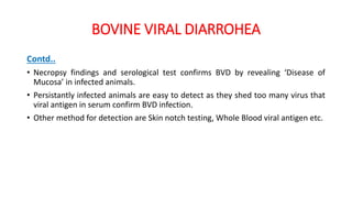 Viral causes of infertilty in male (Cattle, buffalo and others) | PPTX
