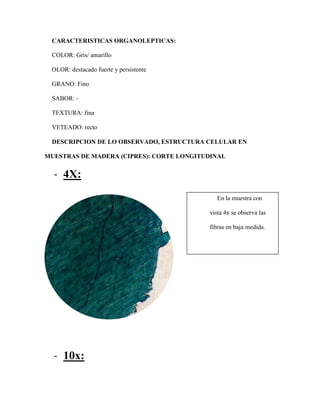 Estructura Anatómica, Microscópica coníferas y Latifoliadas | PDF