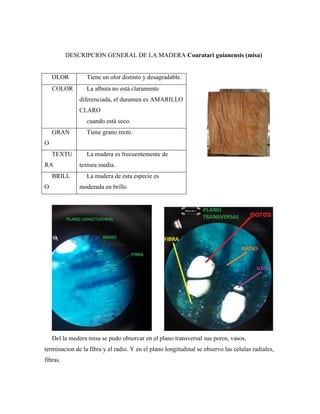 Estructura Anatómica, Microscópica coníferas y Latifoliadas | PDF