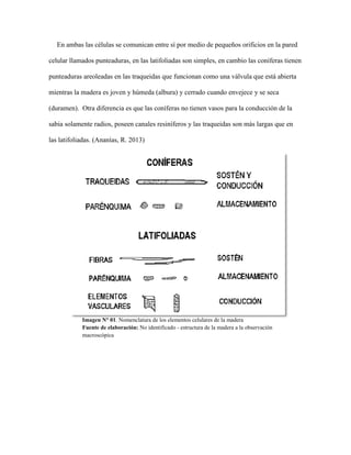 Estructura Anatómica, Microscópica coníferas y Latifoliadas | PDF
