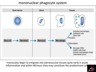 Inflammation | PPTX