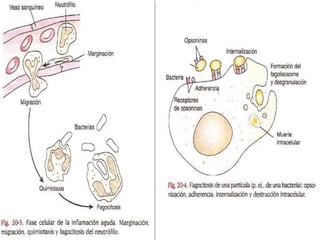 Inflamación | PPTX | Blood Disorders | Diseases and Conditions