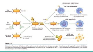 Inflamación | PPTX