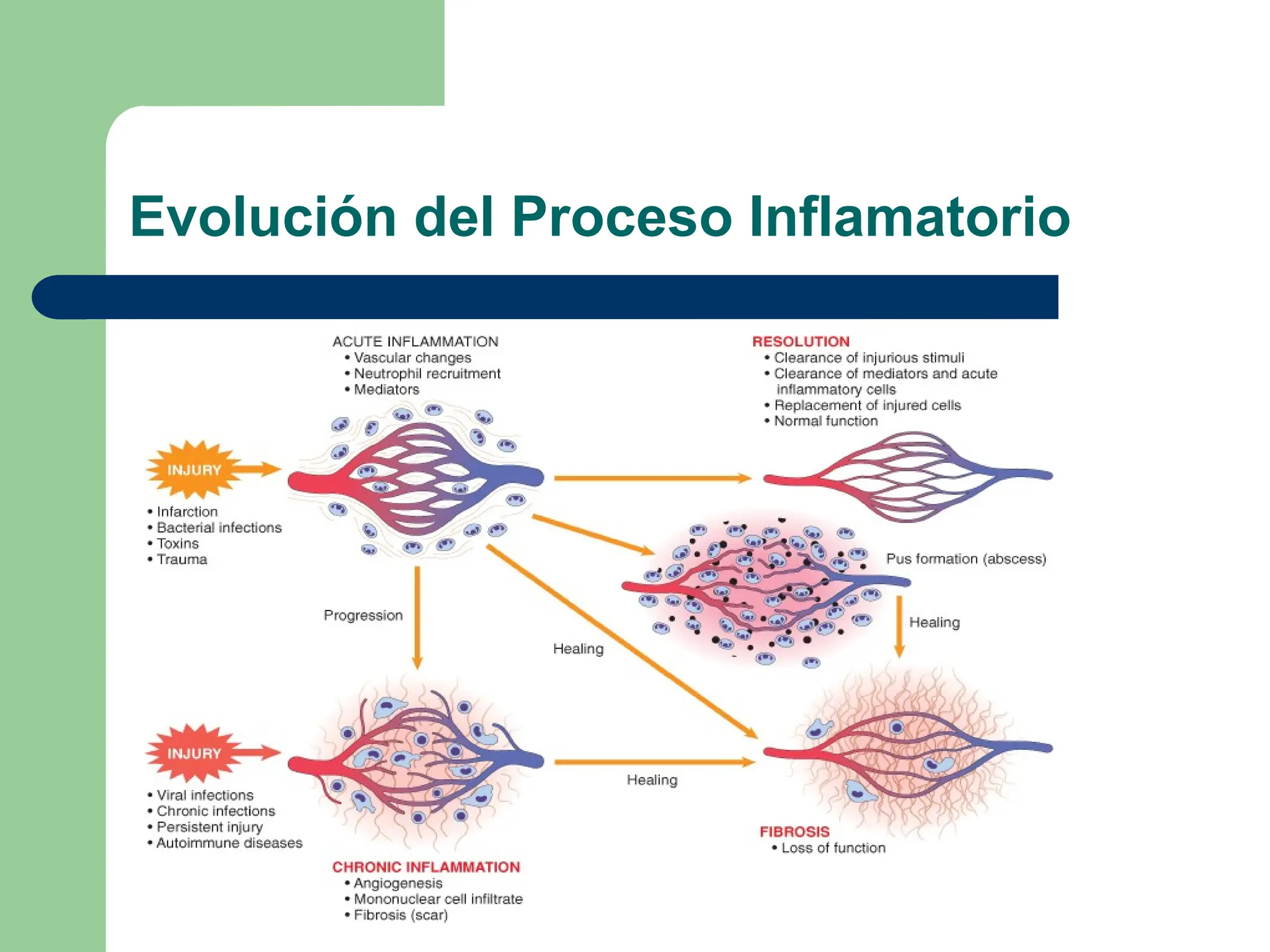 SISTEMA INMUNOLOGICO IMPACTO DE LA INFLAMACIÓN.ppt