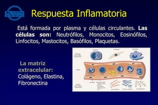 Inflamacion | PPT