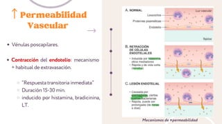 Inflamación Aguda (cambios vasculares y celulares).pdf