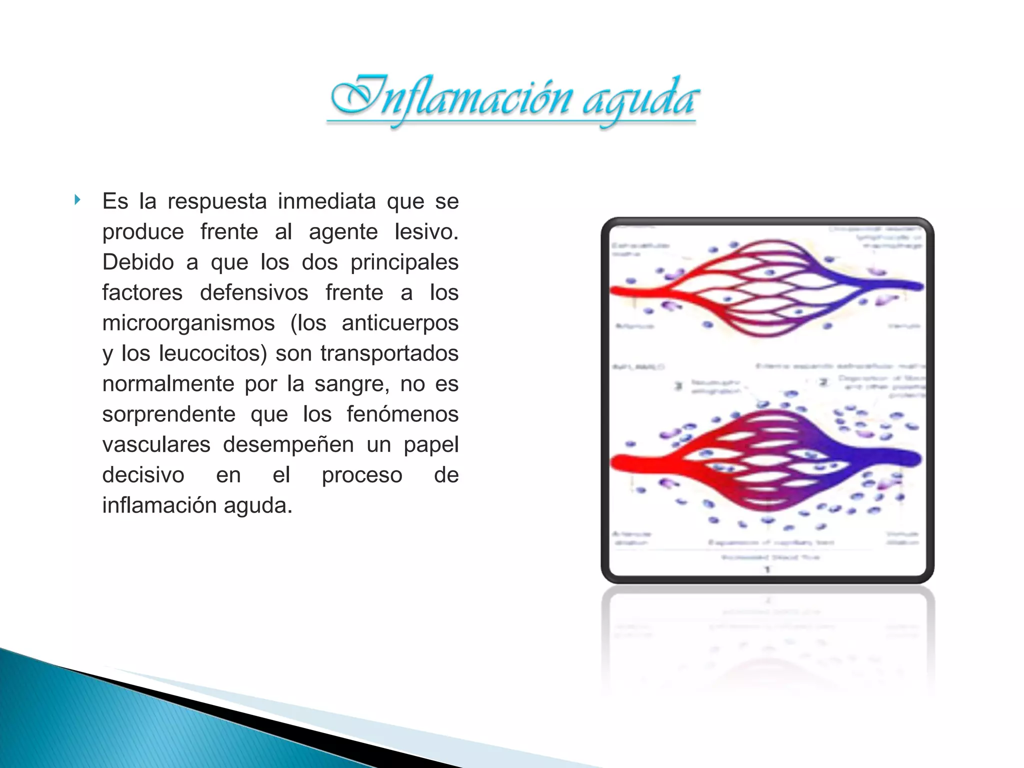Inflamacion aguda y cronica | PPT | Medical Health