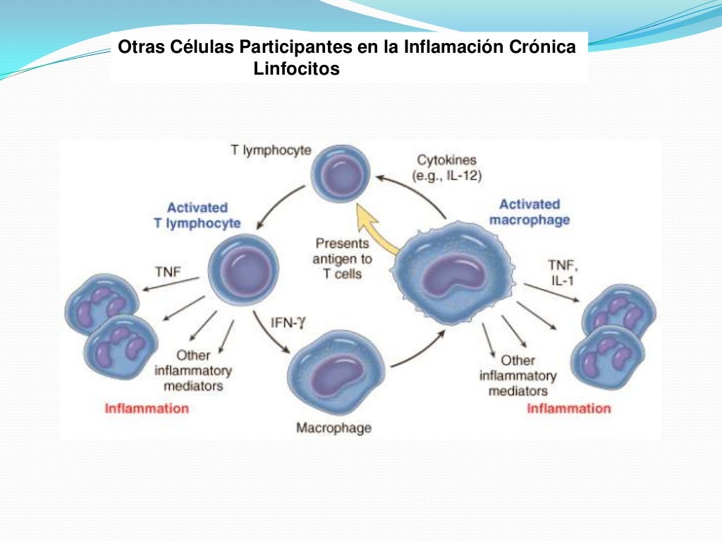 Inflamacion cronica Inflamacion cronica