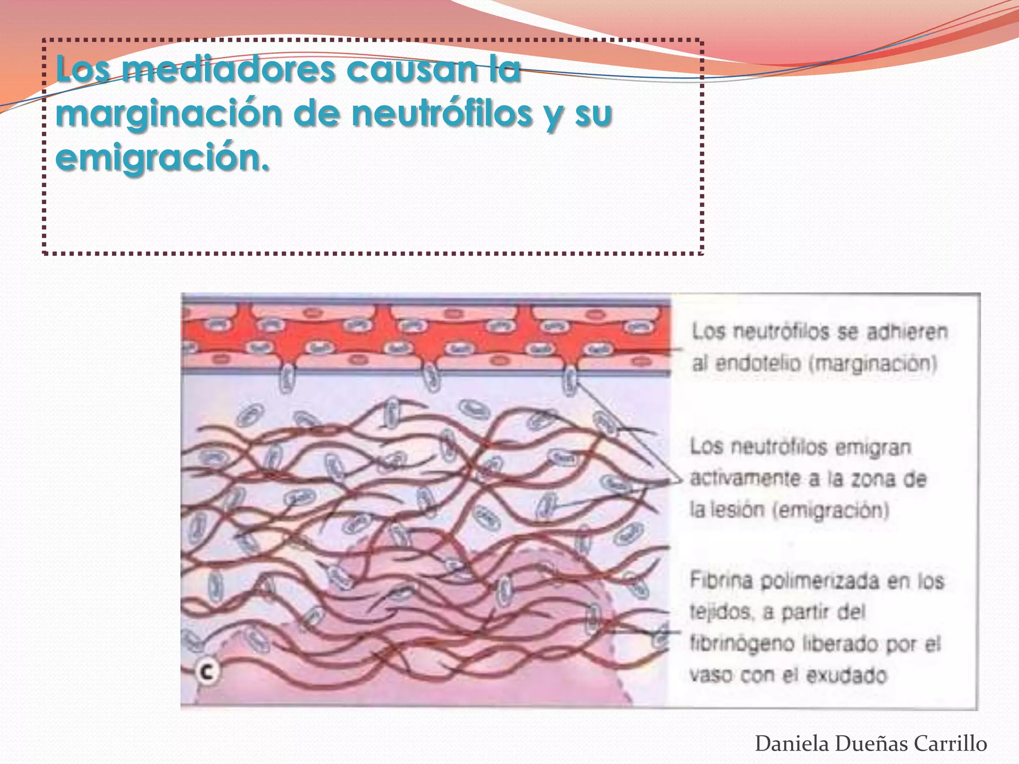 Inflamacion- Patologia Basica | PPTX